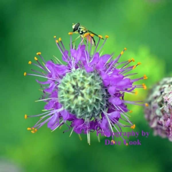 How To Focus In Macro Photography