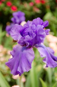 Selective Focus In Photography (...and how to use it well)