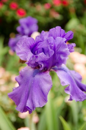 Selective Focus In Photography (...and how to use it well)