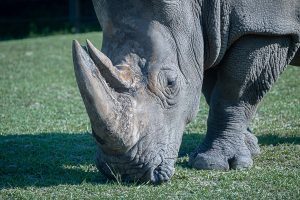 Selective Focus In Photography (...and how to use it well)